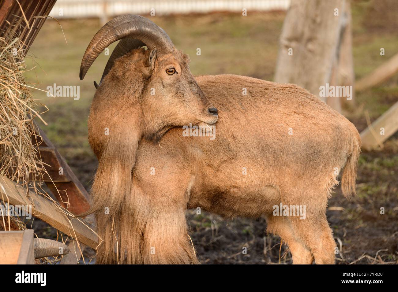 The maned ram eats hay, the animal in the zoo, the large rounded horns ...