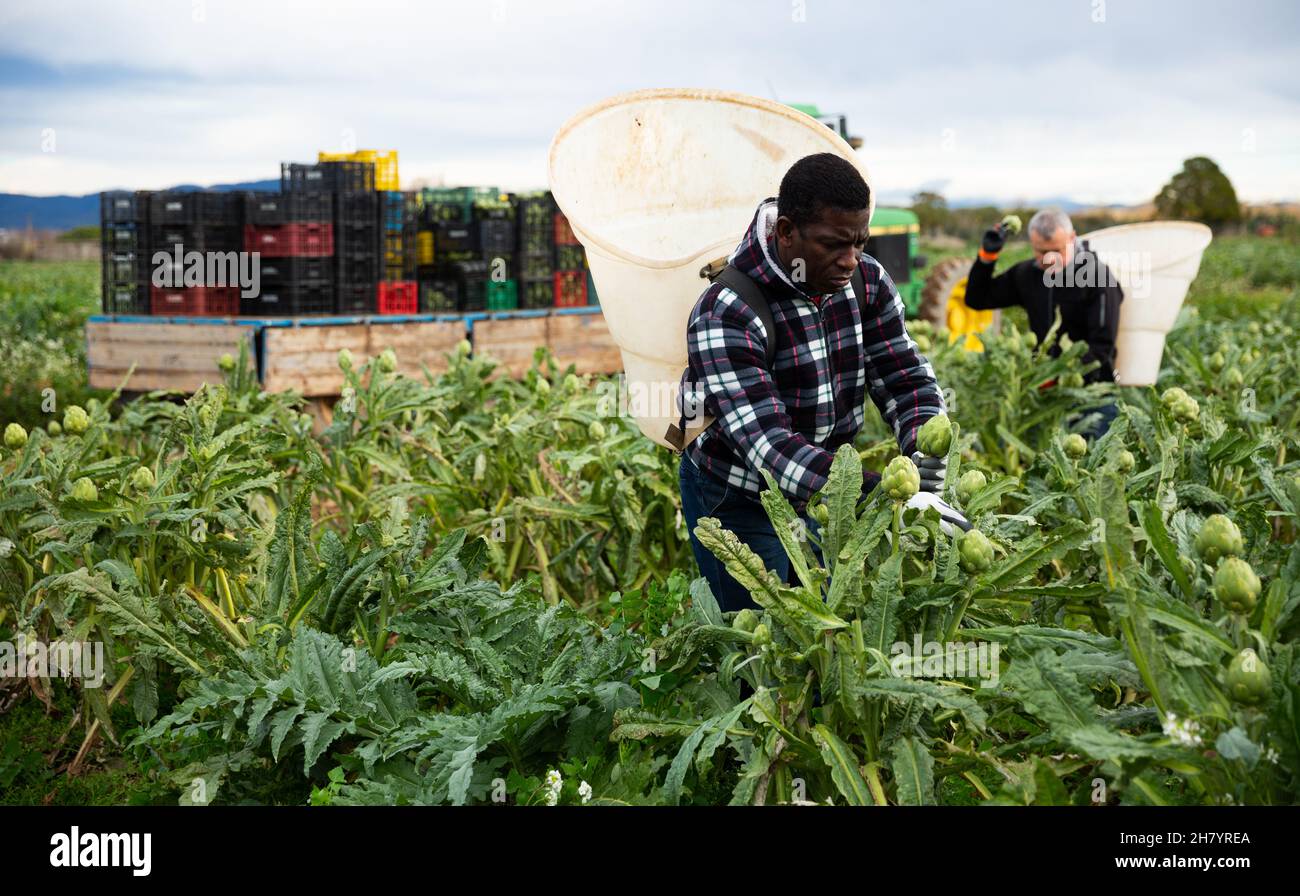 African american man horticulturist picking harvest of artichokes Stock ...