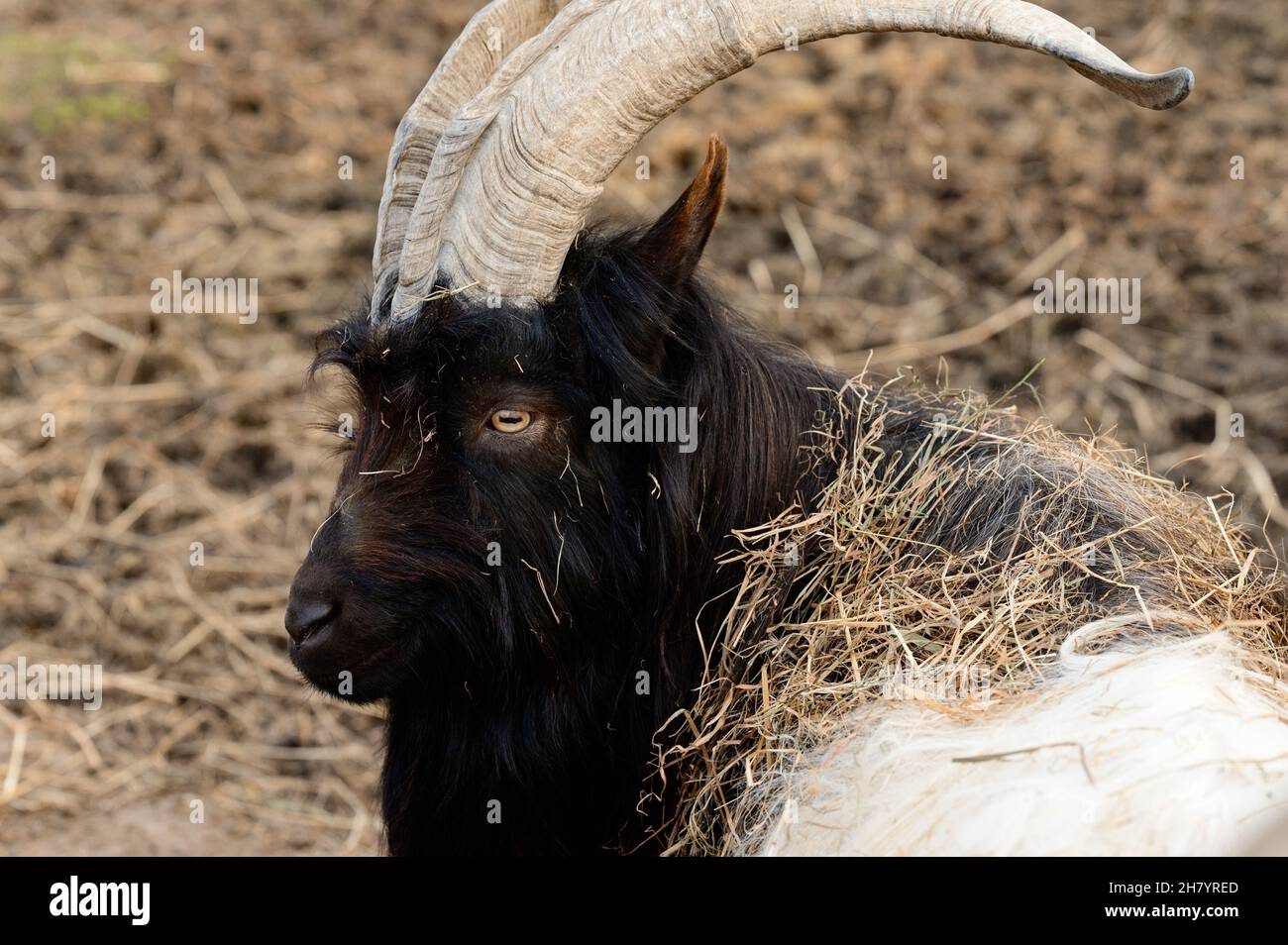 Welsh goat with large and sharp horns, a zoo with unusual animals ...