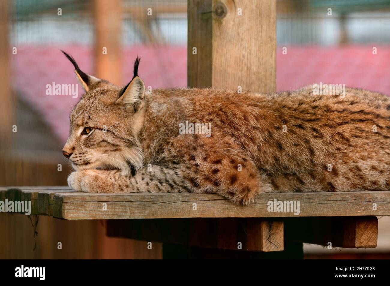 Turkestan lynx in the zoo, a beautiful predator, captivity Stock Photo ...