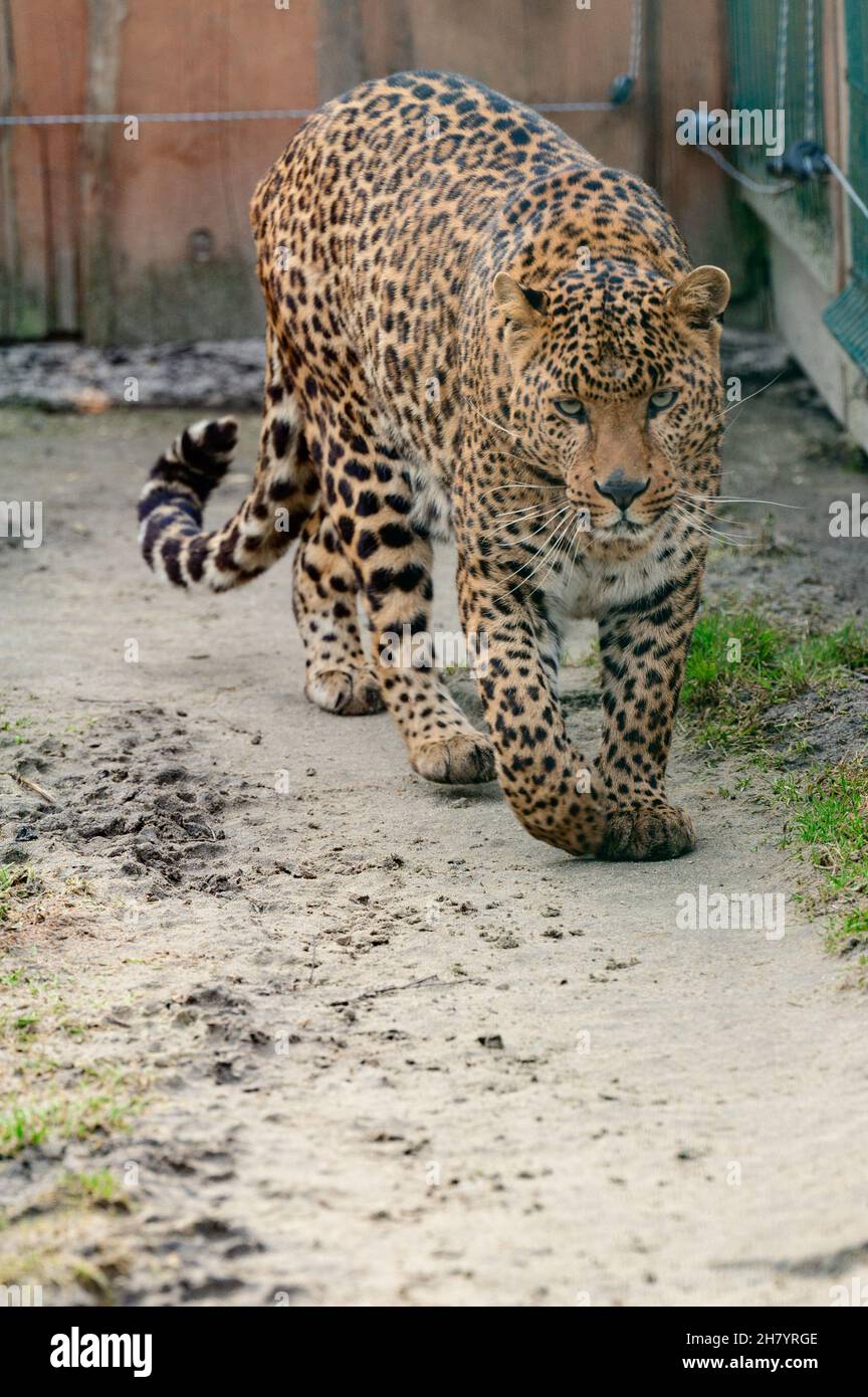 The African leopard is a prisoner of the zoo, a dangerous predator ...