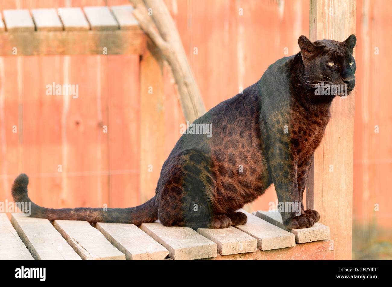 Spotted panther, dangerous predator, panther in the zoo, limpopo zoo ...
