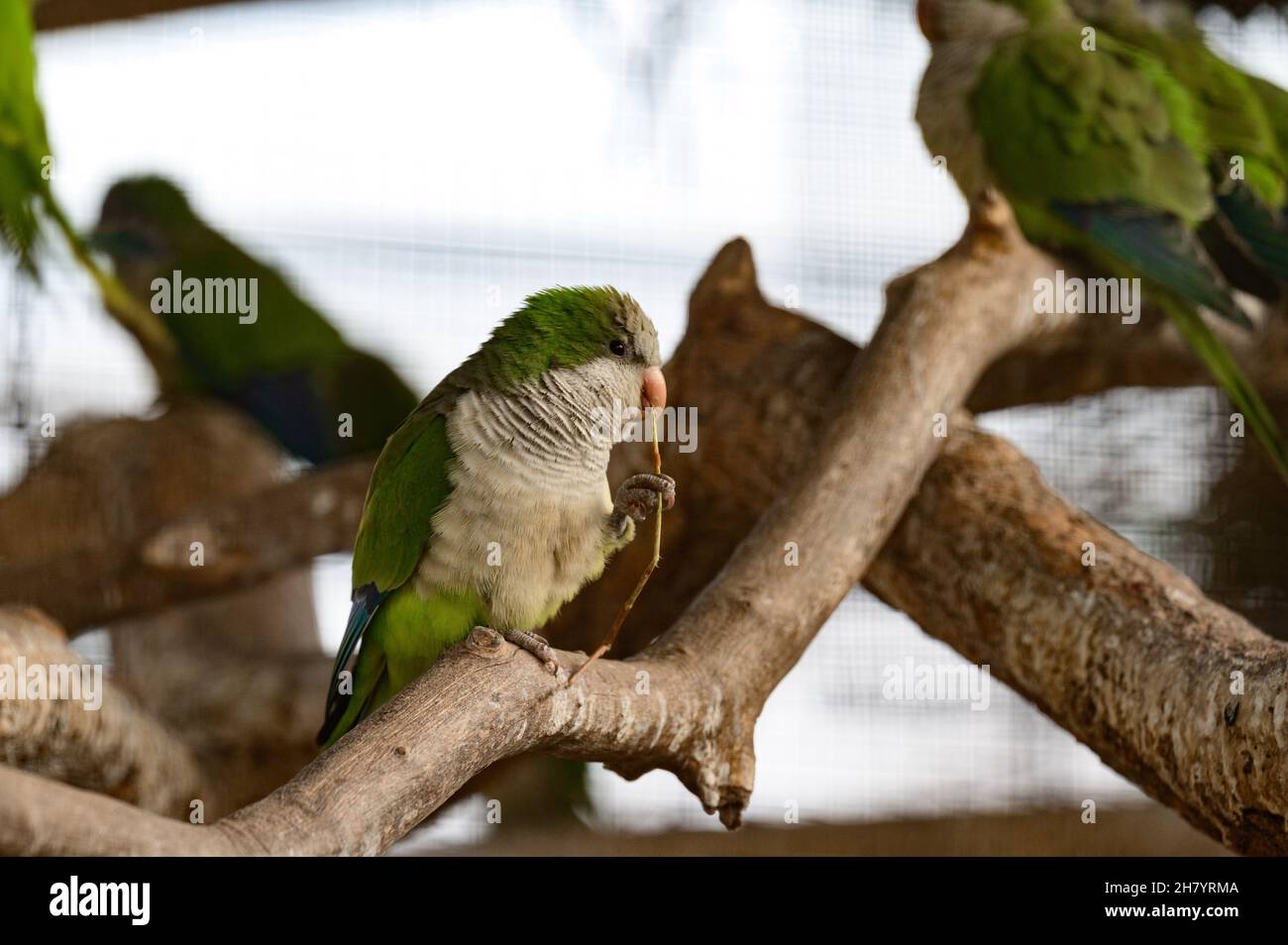 monk parrot in zoo cages, colorful and funny birds, heat-loving birds ...