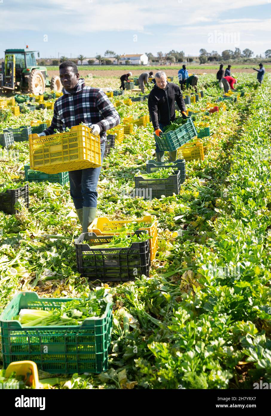African American worker carrying box with harvested celery Stock Photo ...