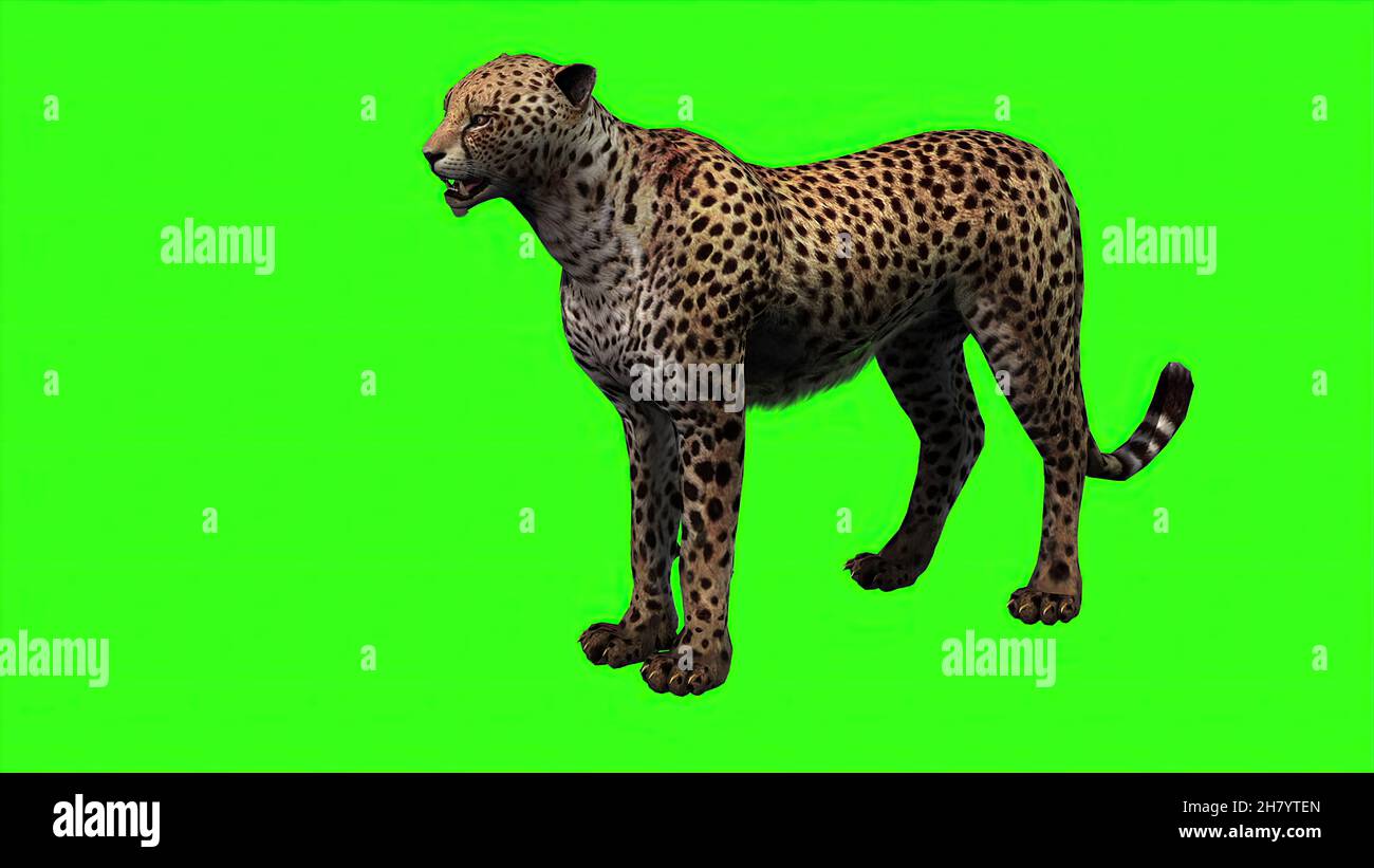 Cheetah walking on green screen hi-res stock photography and images - Alamy