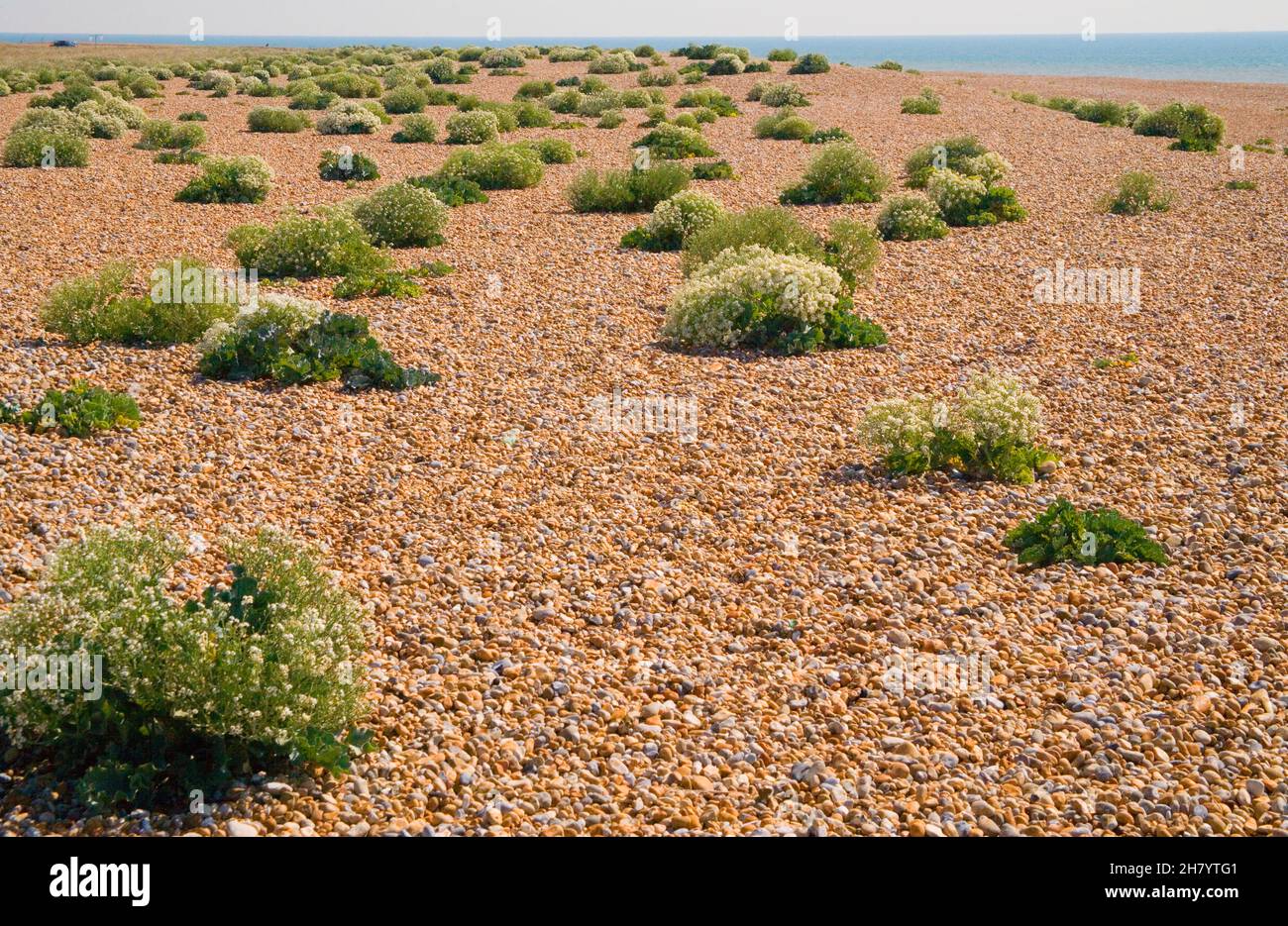 sea cabbage growing in the shingle at dungeness on the south kent coast ...