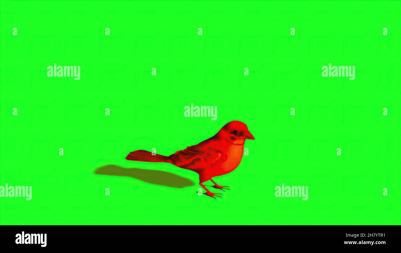 3d illustration - Bird Sparrow Is idle and Flying on Green Screen Stock ...