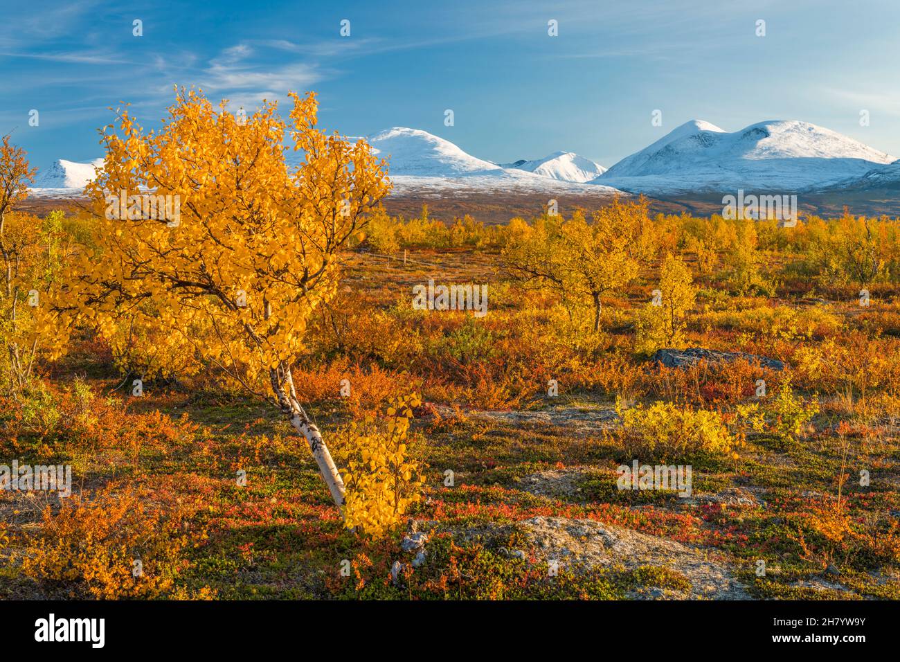 Autumn view over Laporten with nice colors on the birch trees and snow ...