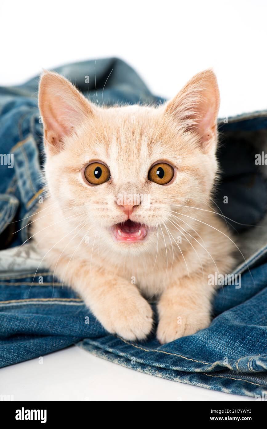 Cute red tabby kitten with jeans isolated on white Stock Photo - Alamy