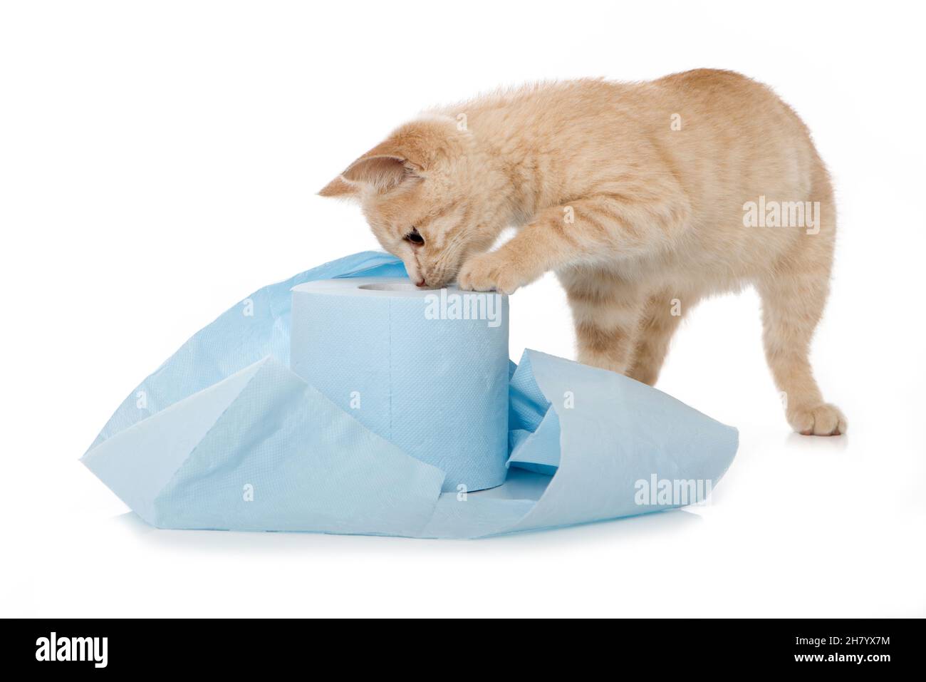 Cute red tabby kitten with toilet paper isolated on white Stock Photo ...
