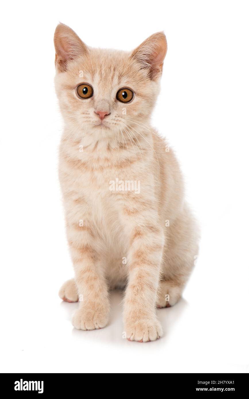 Cute red tabby kitten with toilet paper isolated on white Stock Photo ...