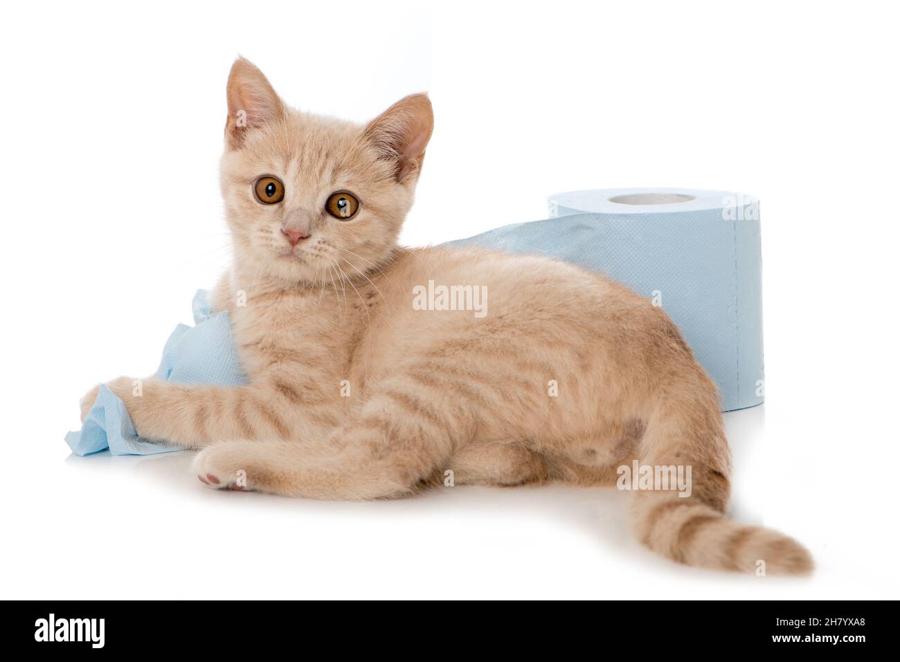 Cute red tabby kitten with toilet paper isolated on white Stock Photo ...