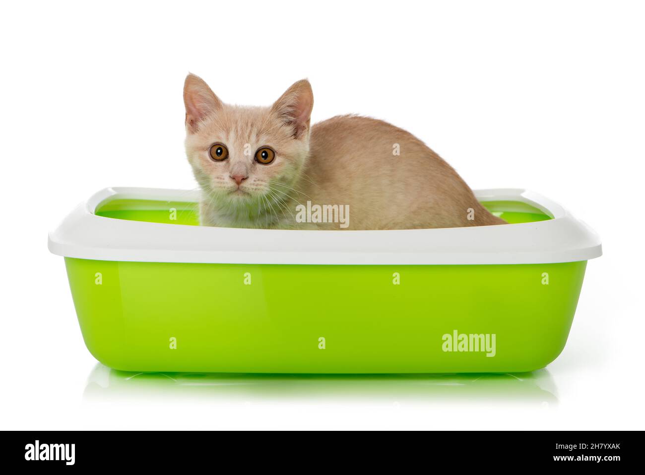 Cute red tabby kitten isolated on white Stock Photo - Alamy