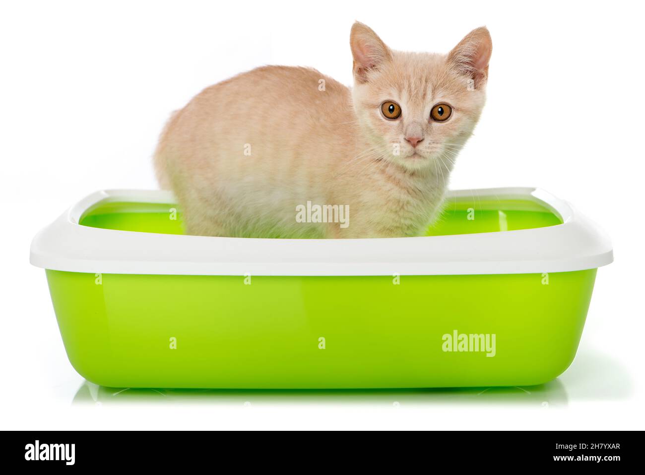 Cute red tabby kitten isolated on white Stock Photo - Alamy