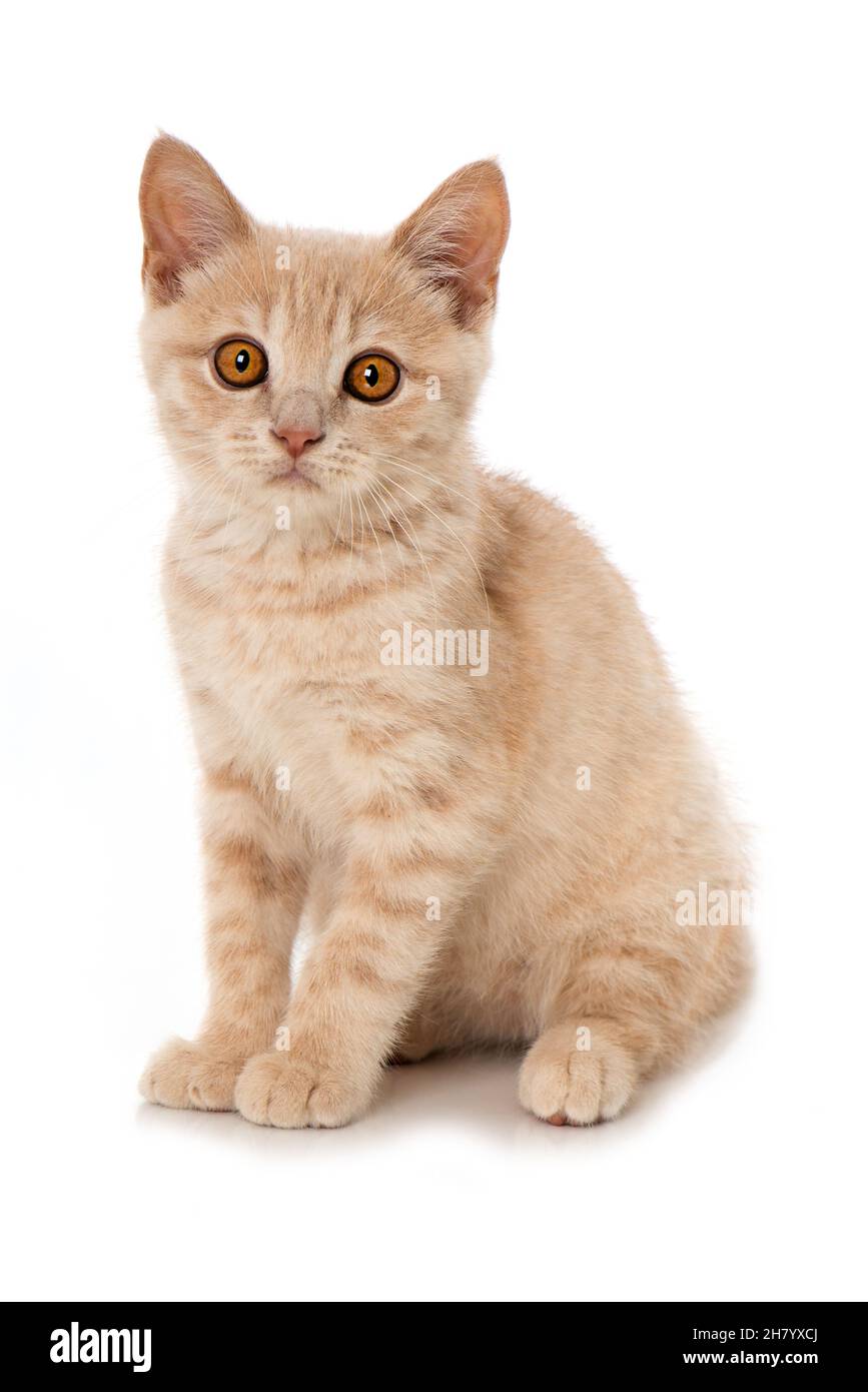 Cute red tabby kitten isolated on white Stock Photo - Alamy