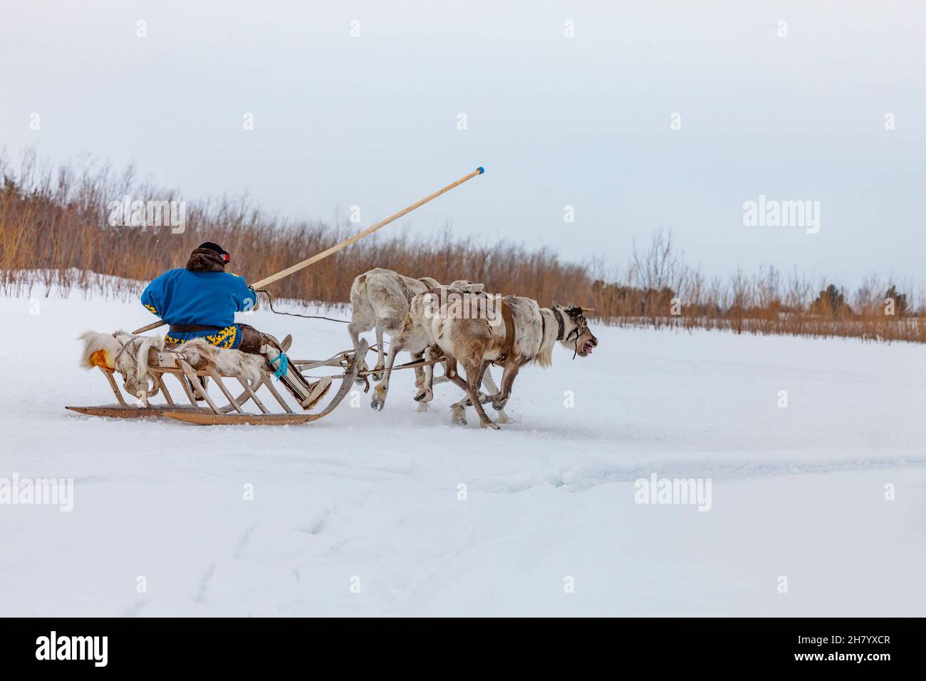 Reindeer herders racing on holiday. Shepherds competing in the speed of ...