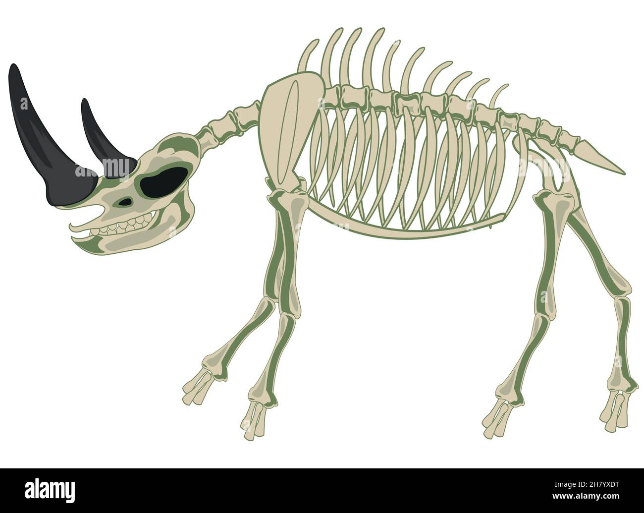 Vector illustration of the construction of the skeleton of the wildlife ...
