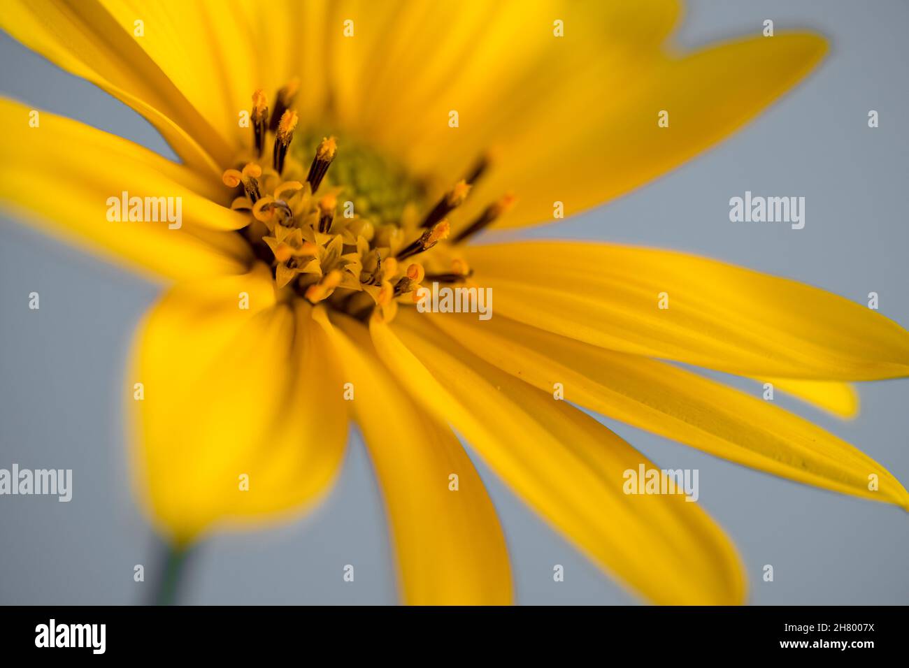 Macro photo of a sunflower wild flower, Heliopsis helianthoides Stock ...