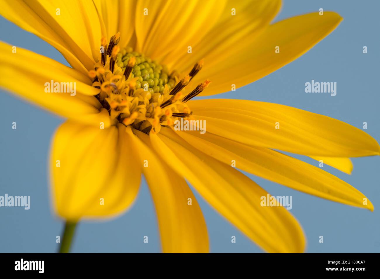 Heliopsis flower hi-res stock photography and images - Alamy