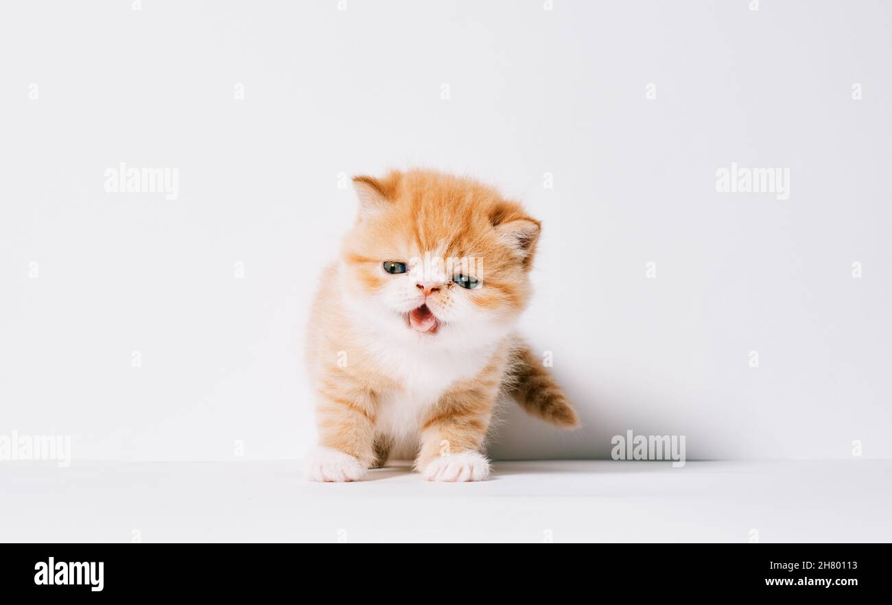 one month old orange and white exotic cat on isolated white background ...
