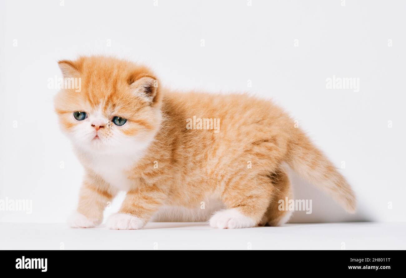 one month old orange and white exotic cat on isolated white background ...