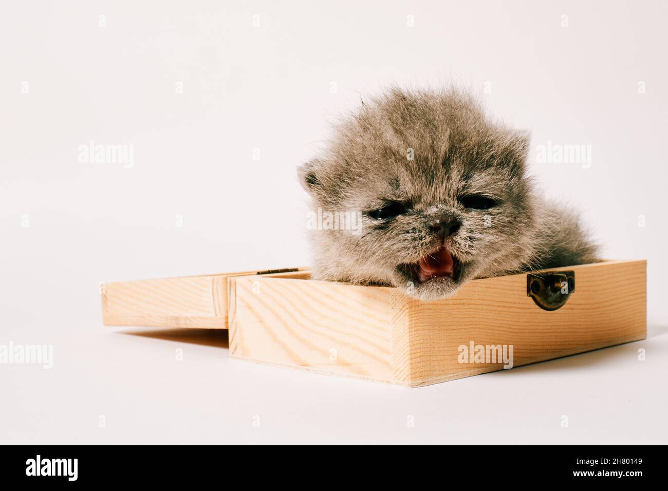 two week old isolated exotic cat on white background Stock Photo - Alamy
