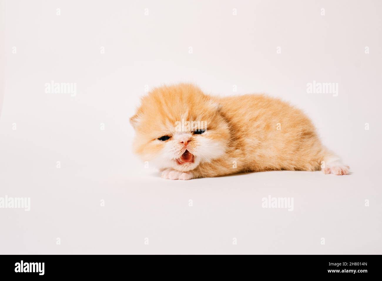 two week old isolated exotic cat on white background Stock Photo - Alamy