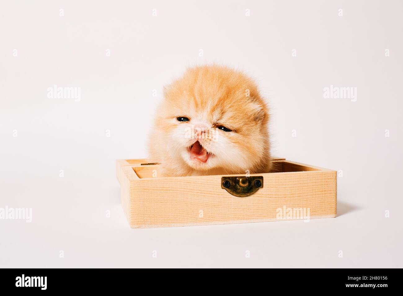 two week old isolated exotic cat on white background Stock Photo - Alamy