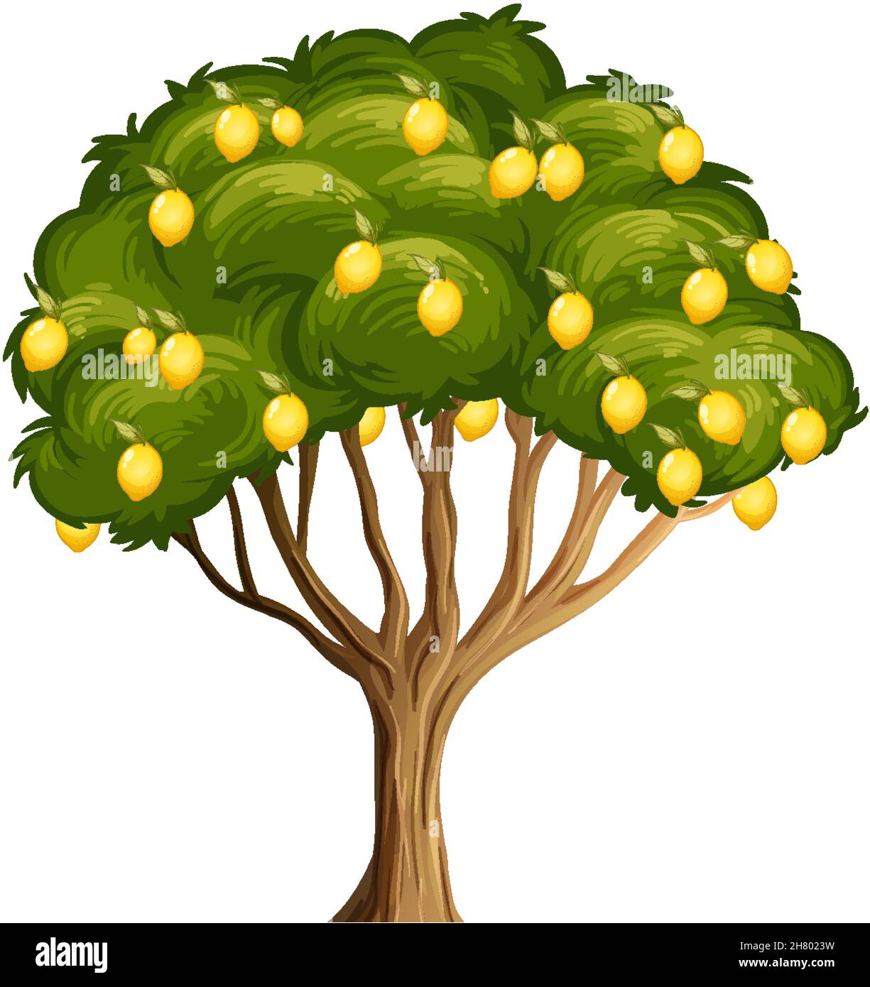 Lemon tree isolated on white background illustration Stock Vector Image ...