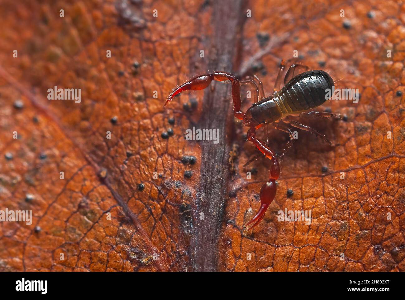Beetle extreme macro portraits hi-res stock photography and images - Alamy