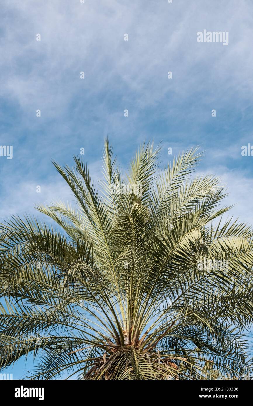 Copy space of tropical palm tree with sunlight on sky background Stock ...