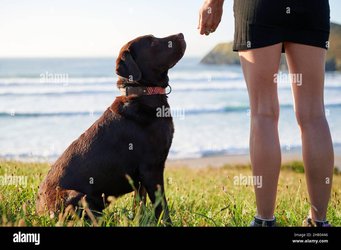 Back view of unrecognizable owner giving treat to obedient Labrador ...