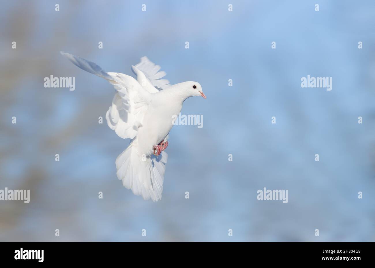 white dove flies quickly with wings spread Stock Photo - Alamy