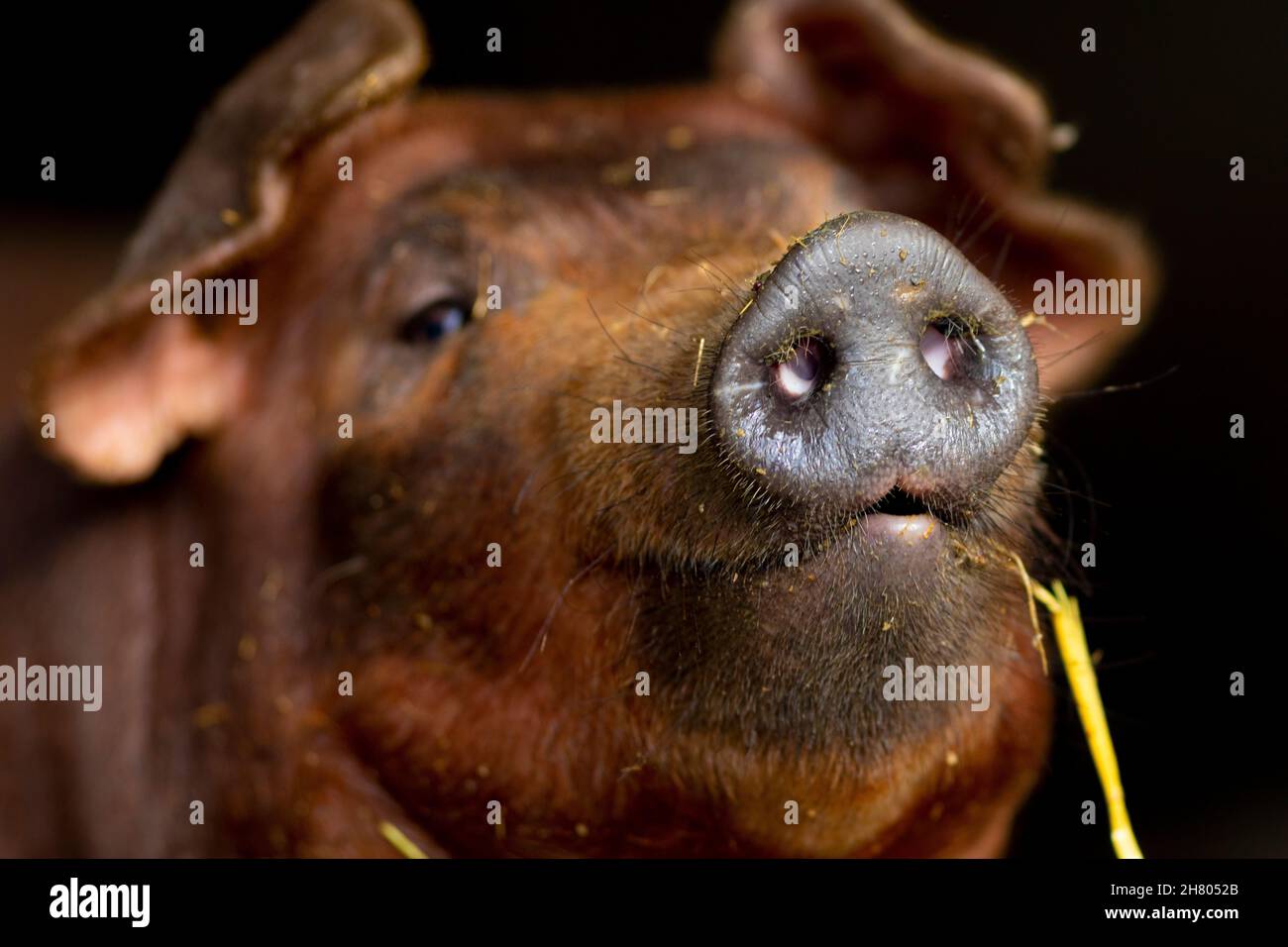 Young piglet portrait (sus domesticus Stock Photo - Alamy