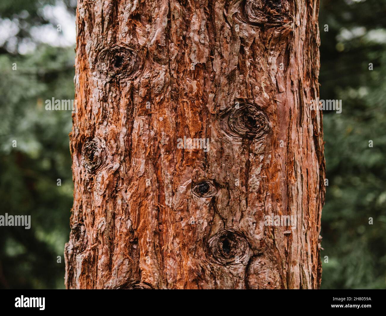 Textured surface of rough bark on pine tree trunk growing among plants ...