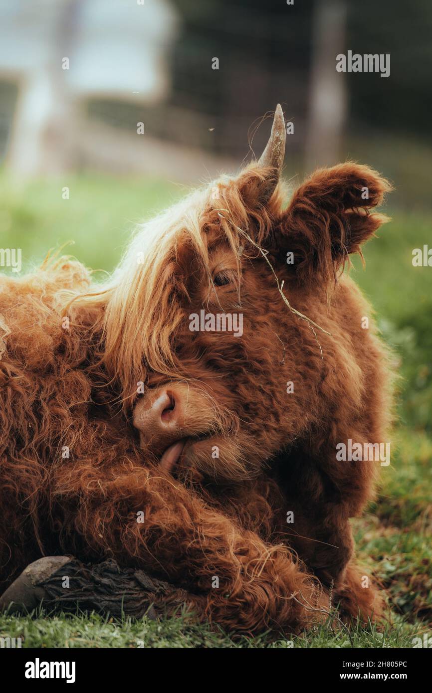 Highland cow with long brown fur and horns resting in green field in ...