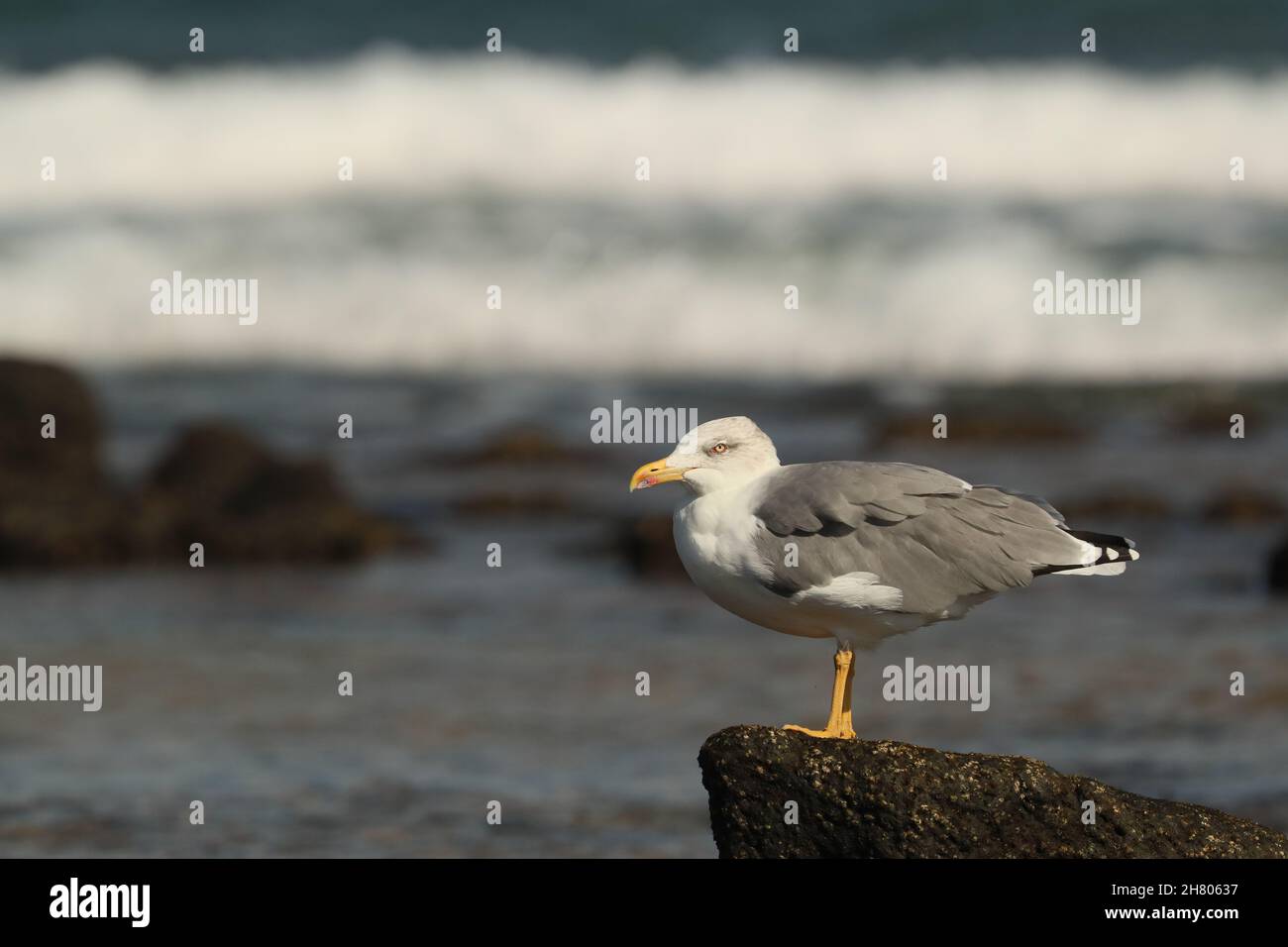 Large flocks of Yellow legged gulls can be seen in the semi arid sandy ...