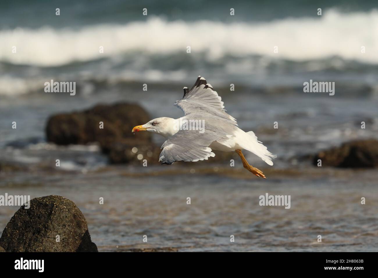Large flocks of Yellow legged gulls can be seen in the semi arid sandy ...