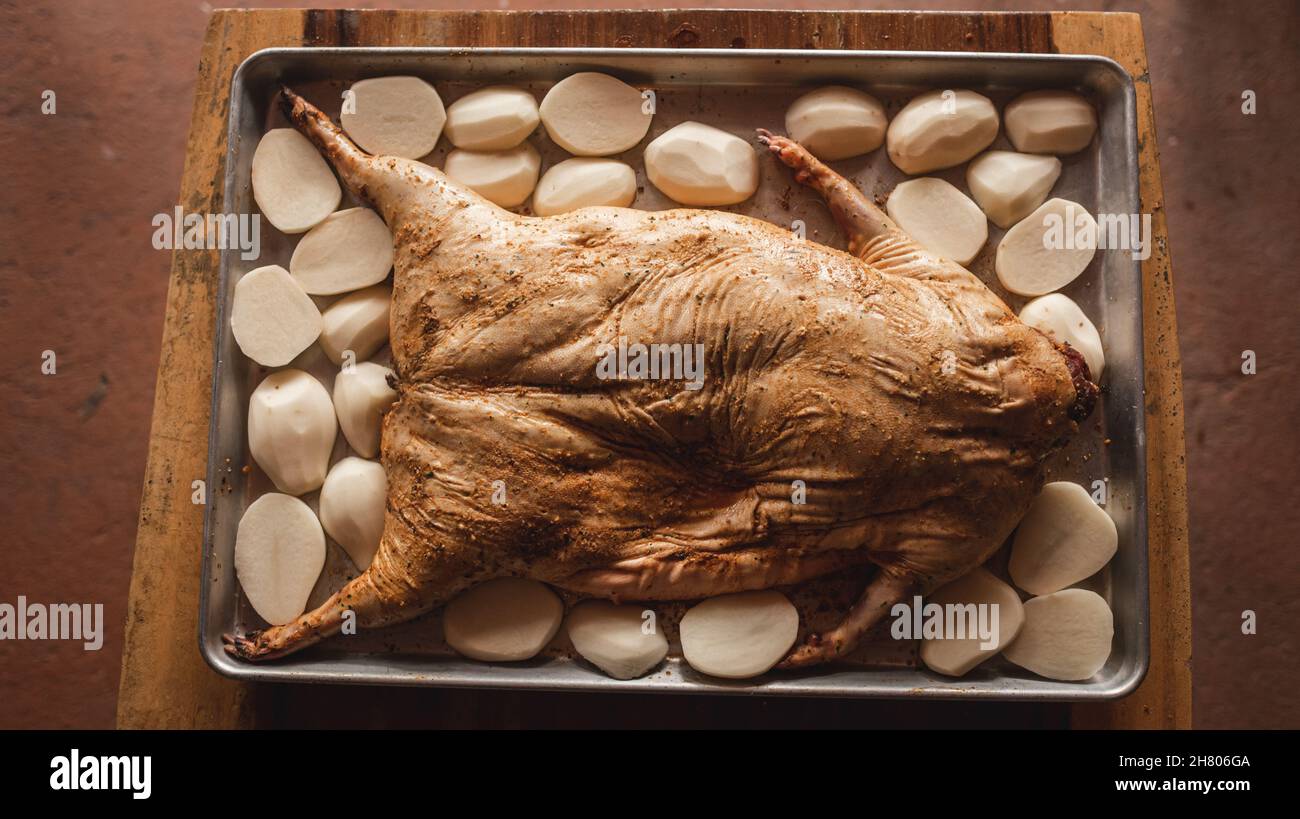 Tepezcuintle hi-res stock photography and images - Alamy