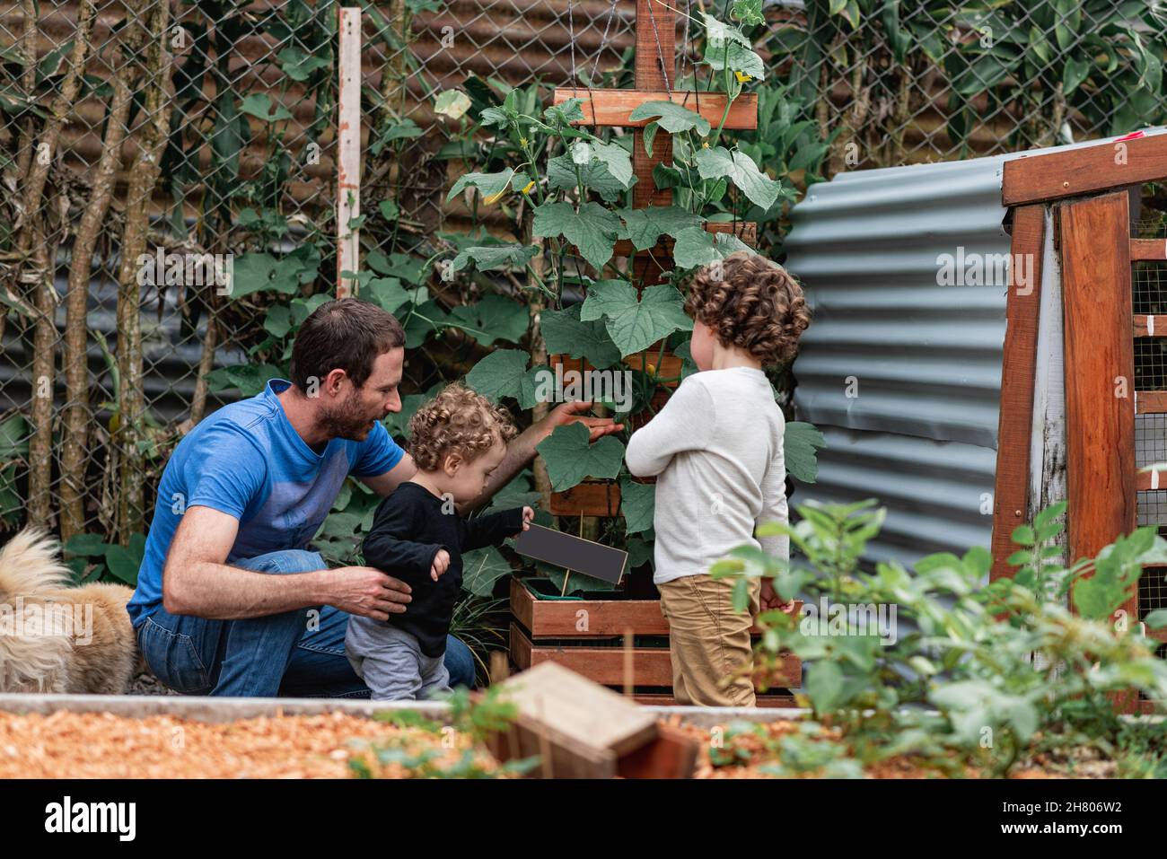 Side view of dad hunkering near sons and dog and showing cucumber ...