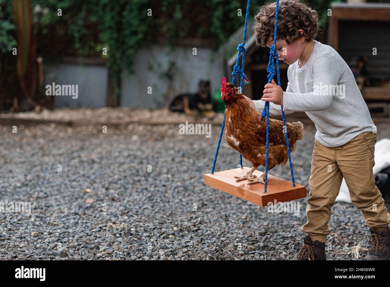Curly chicken hi-res stock photography and images - Alamy