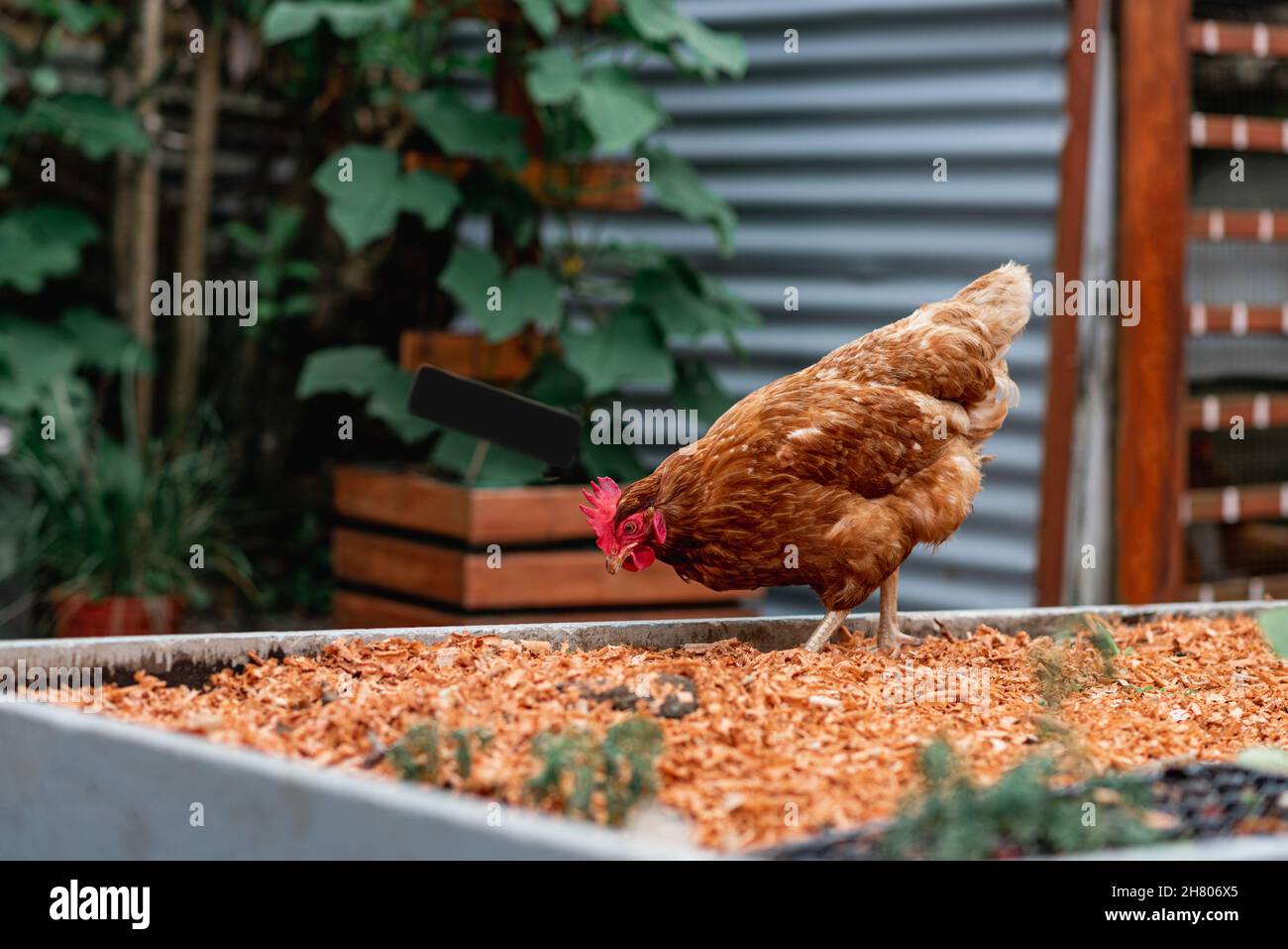 Side view of domestic bird hen farmed for livestock feeding on garden ...