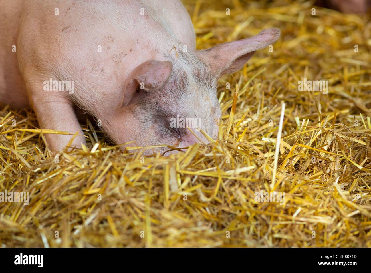 Rummaging for food hi-res stock photography and images - Alamy