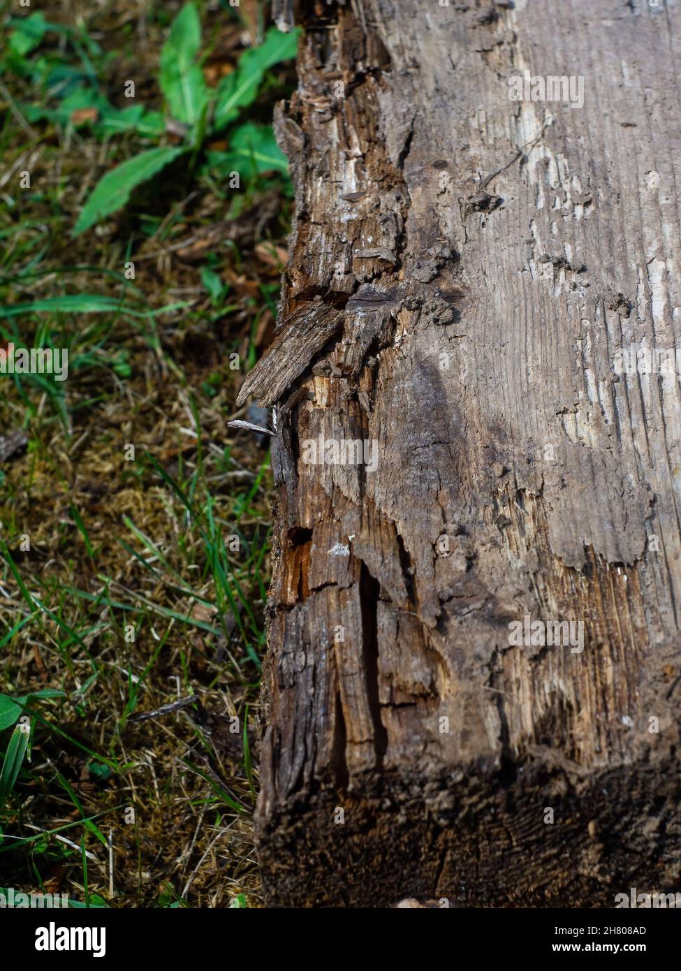 half-rotted wooden beam in the village, in summer Stock Photo - Alamy