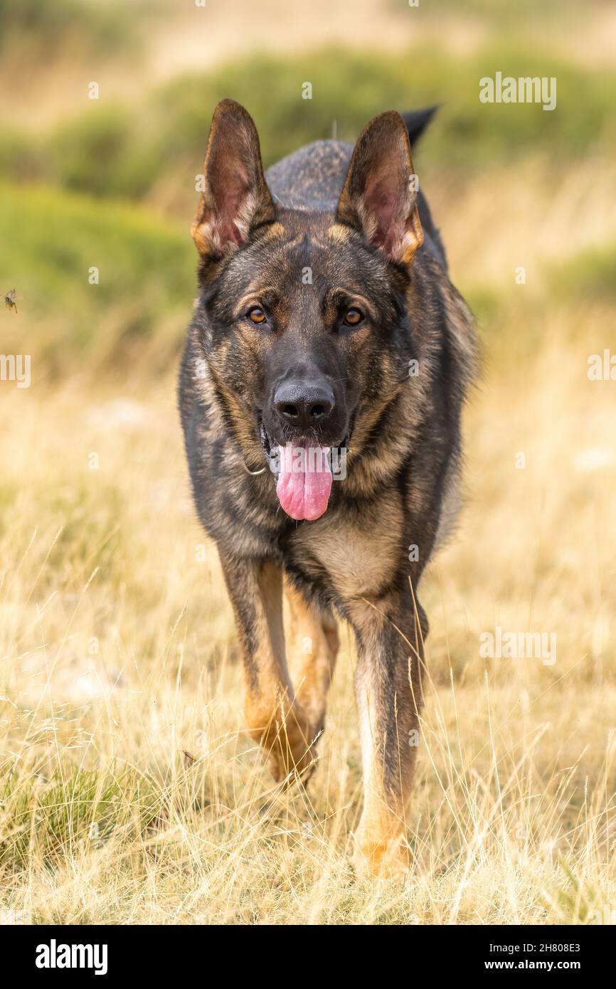 Cute German Shepherd dog walking on grassy ground in countryside with ...