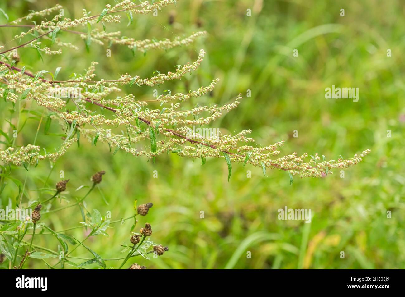 Green summer foliage abstract texture with leaves and blur background ...
