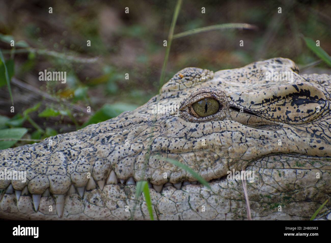 a beautiful crocodiles head Stock Photo - Alamy