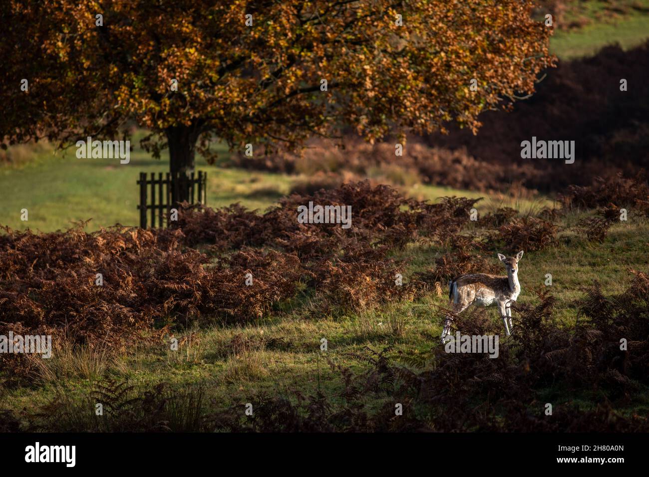 Lone fallow deer standing among the autumn foliage in Knole Park, Kent ...