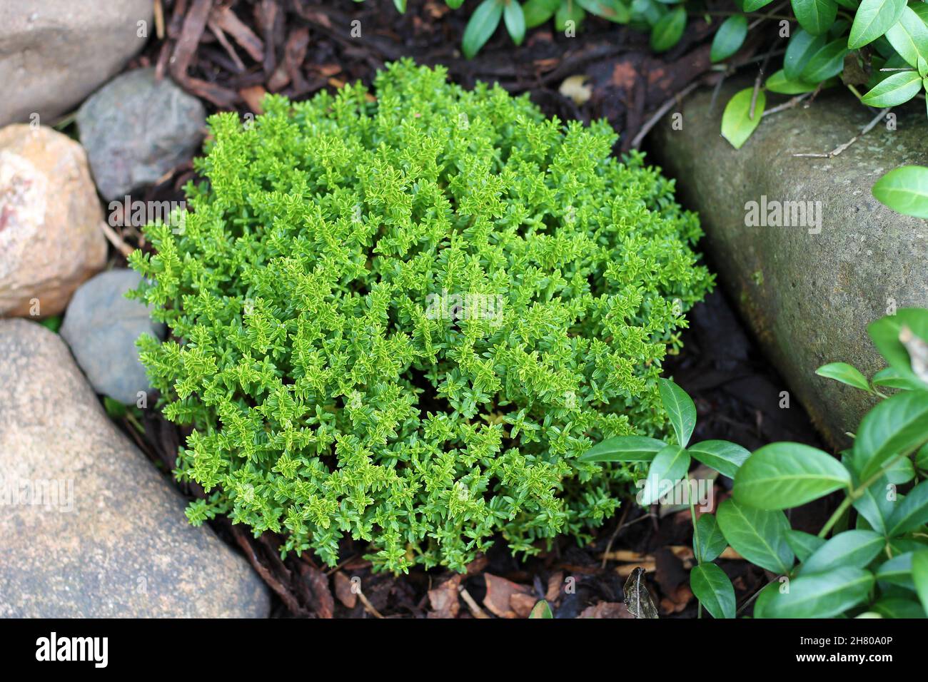 Garden border hebe hi-res stock photography and images - Alamy