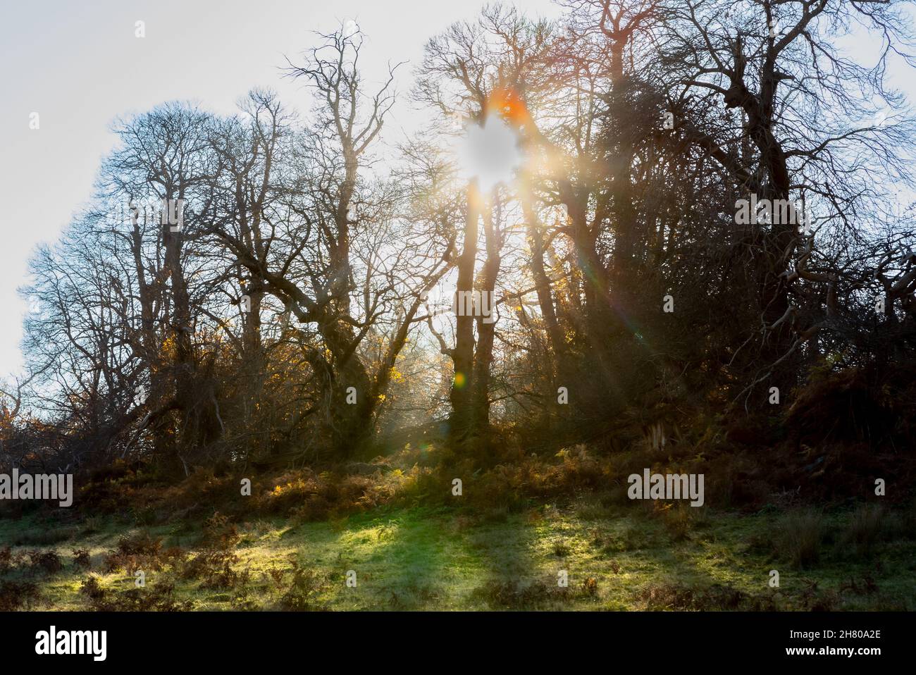 National Trust property at Knole Park in full autumn colour, Kent Stock ...